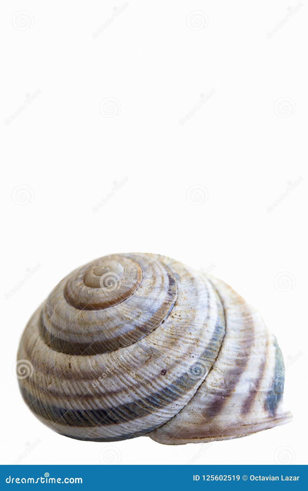 Snail house shell stock image. Image of perfection, pattern - 125602519