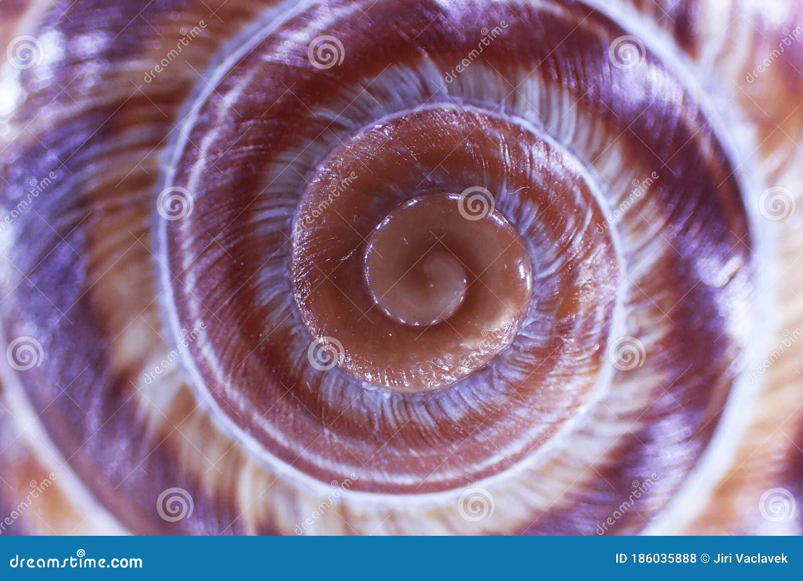 Snail house texture stock photo. Image of nature, natural - 186035888