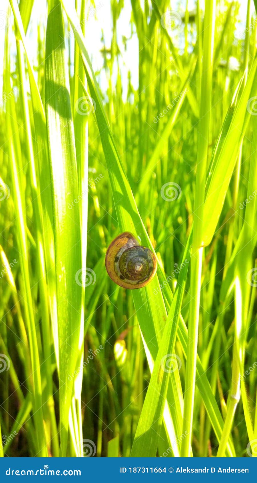 Snail In A House On A Thin Long Grass Sheet Royalty-Free Stock Image ...