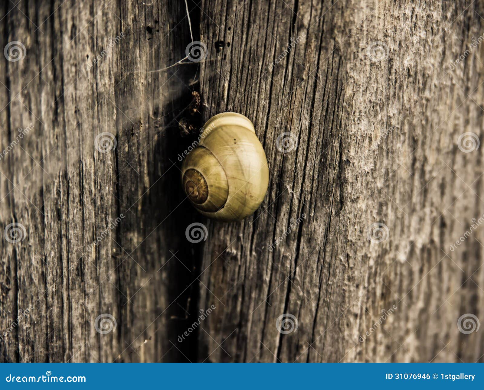 Snail House on Wooden Wall (2) Stock Photo - Image of quiet, horizontal ...