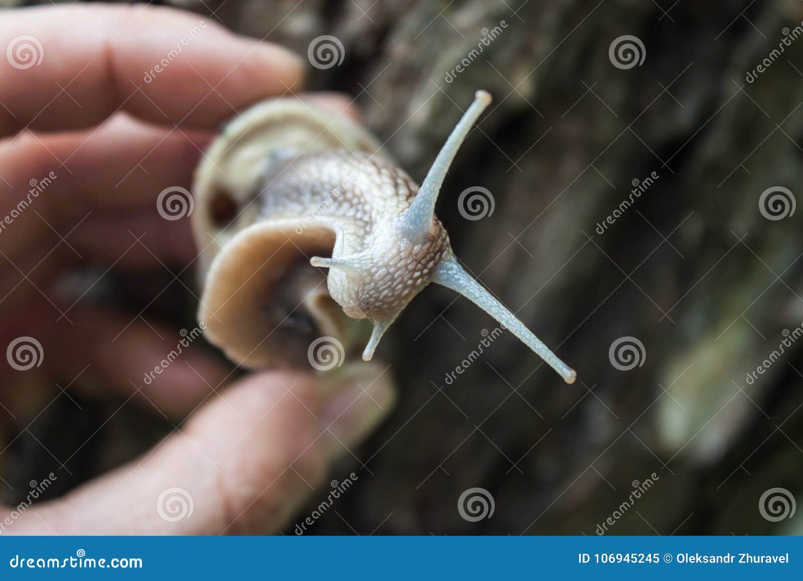 Snail on human hand stock image. Image of snail, nature - 106945245