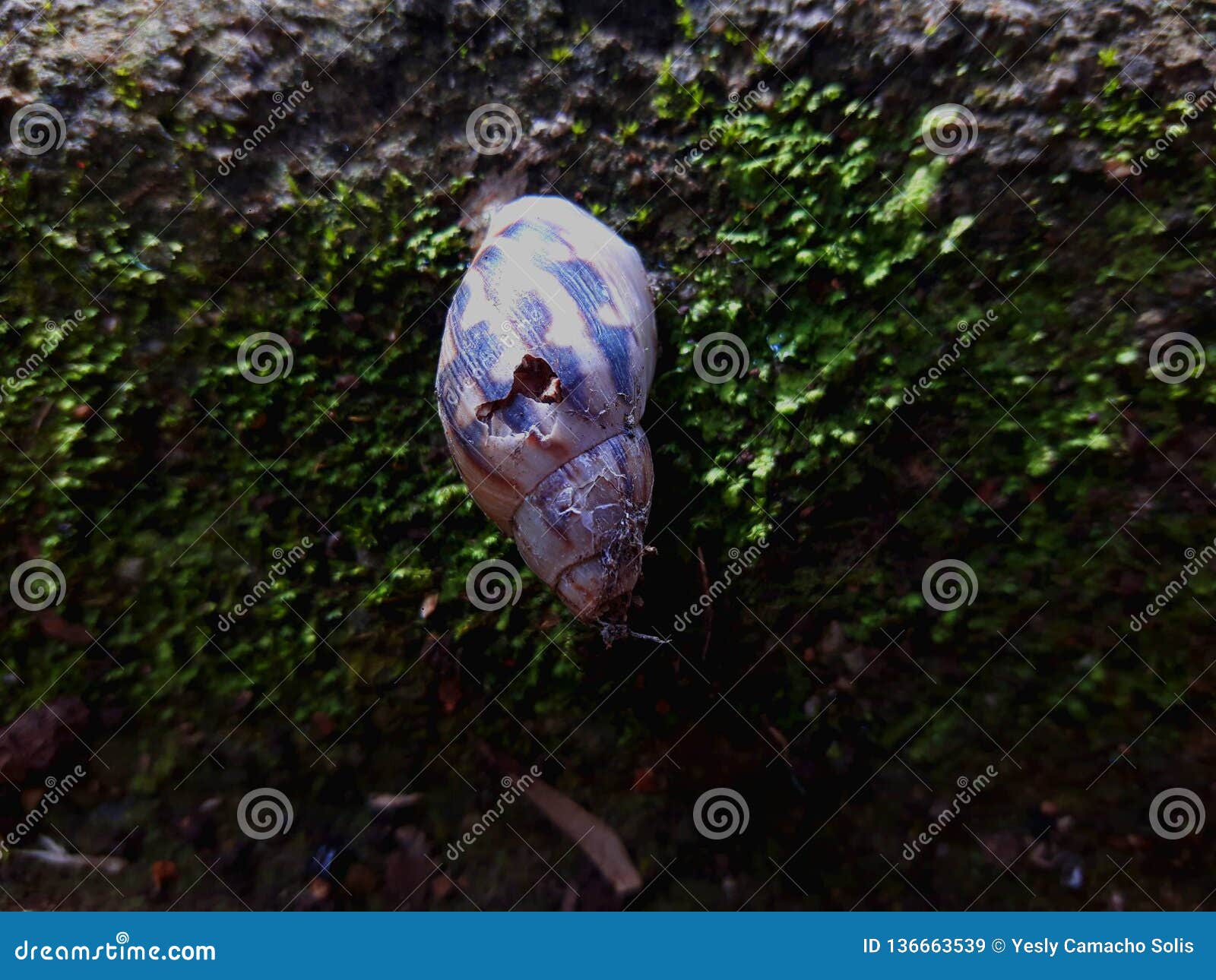 Snail Inside of Its Broken Shell. Background Stock Image - Image of ...