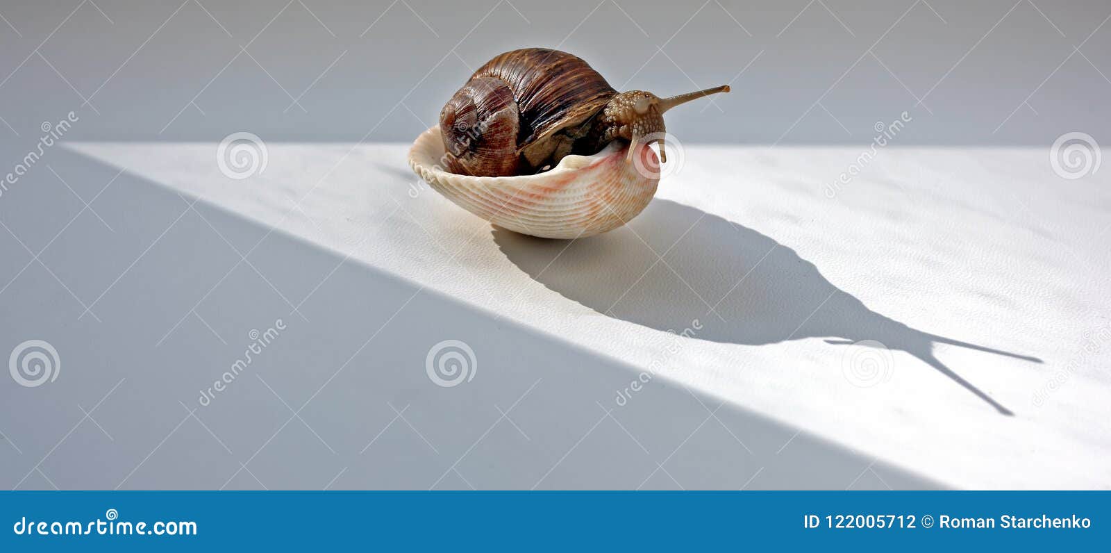 Snail Inside Shell With Its Shadow On White Background Stock Photo ...