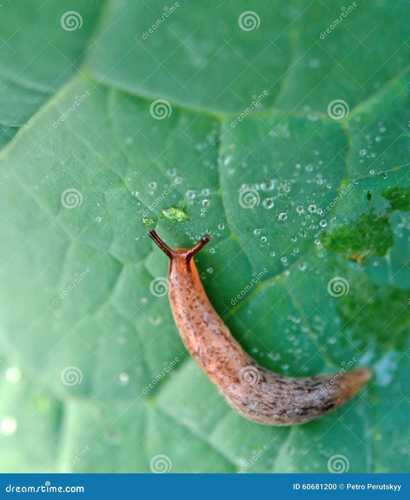 Snail invasion stock photo. Image of invasion, pest, land - 60681200