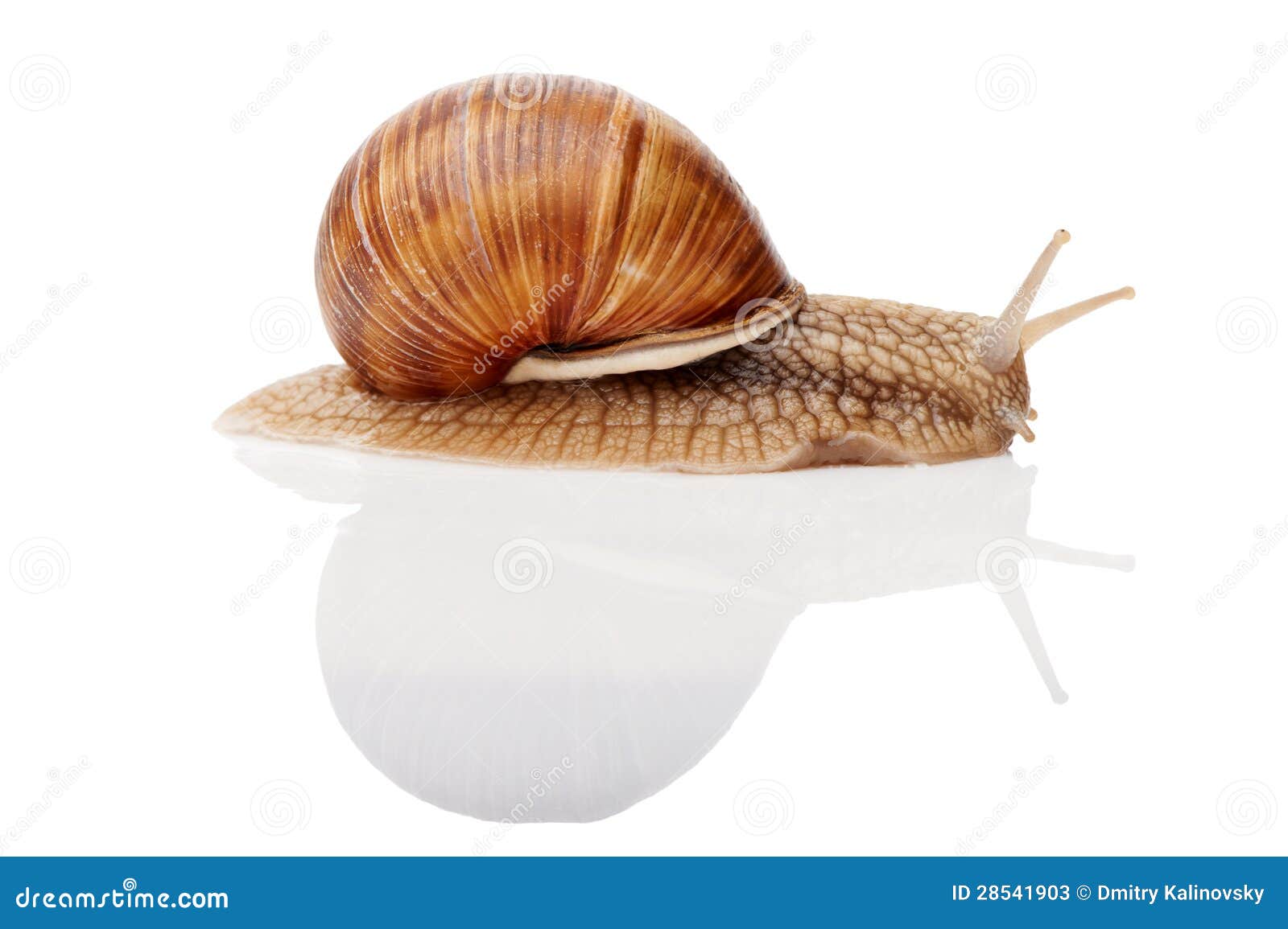 Snail isolated stock image. Image of garden, gastropod - 28541903