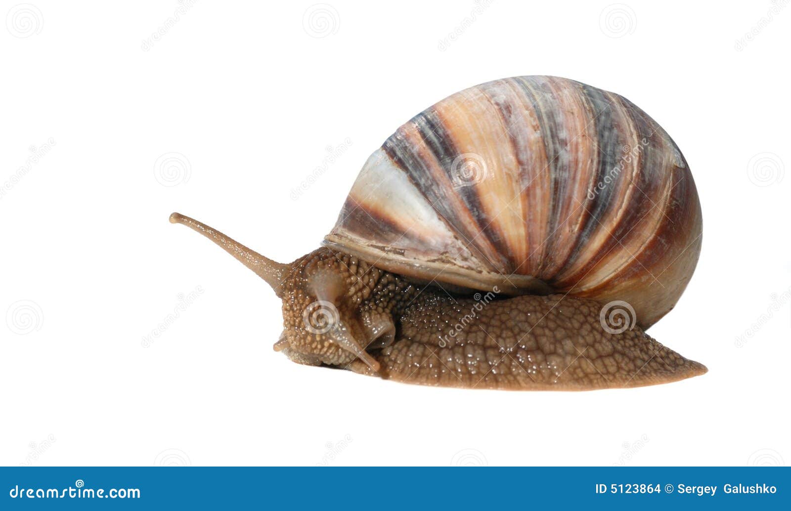 Snail isolated stock photo. Image of close, crawling, insect - 5123864