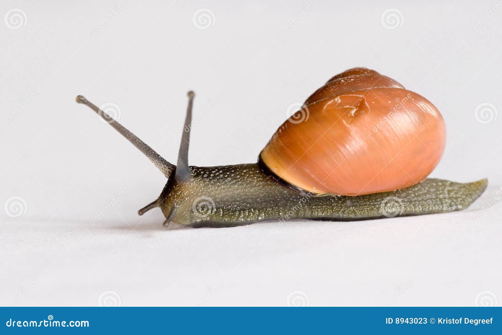 Snail isolated stock image. Image of house, close, french - 8943023