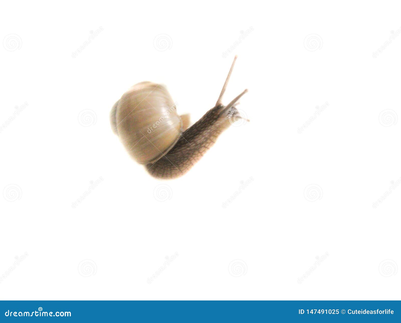 Snail Isolated Image on a White Background Stock Image - Image of ...
