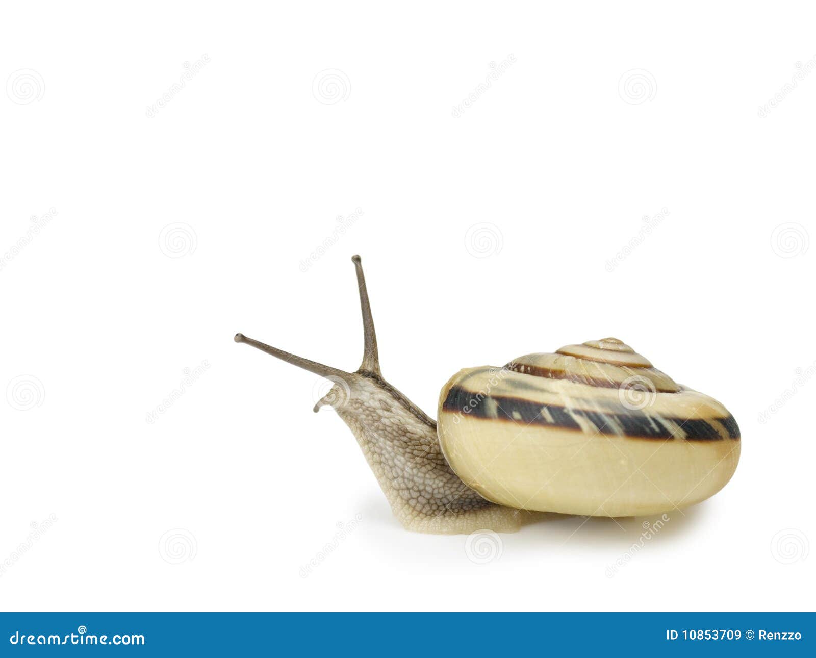 Snail isolated on white stock image. Image of brown, pace - 10853709