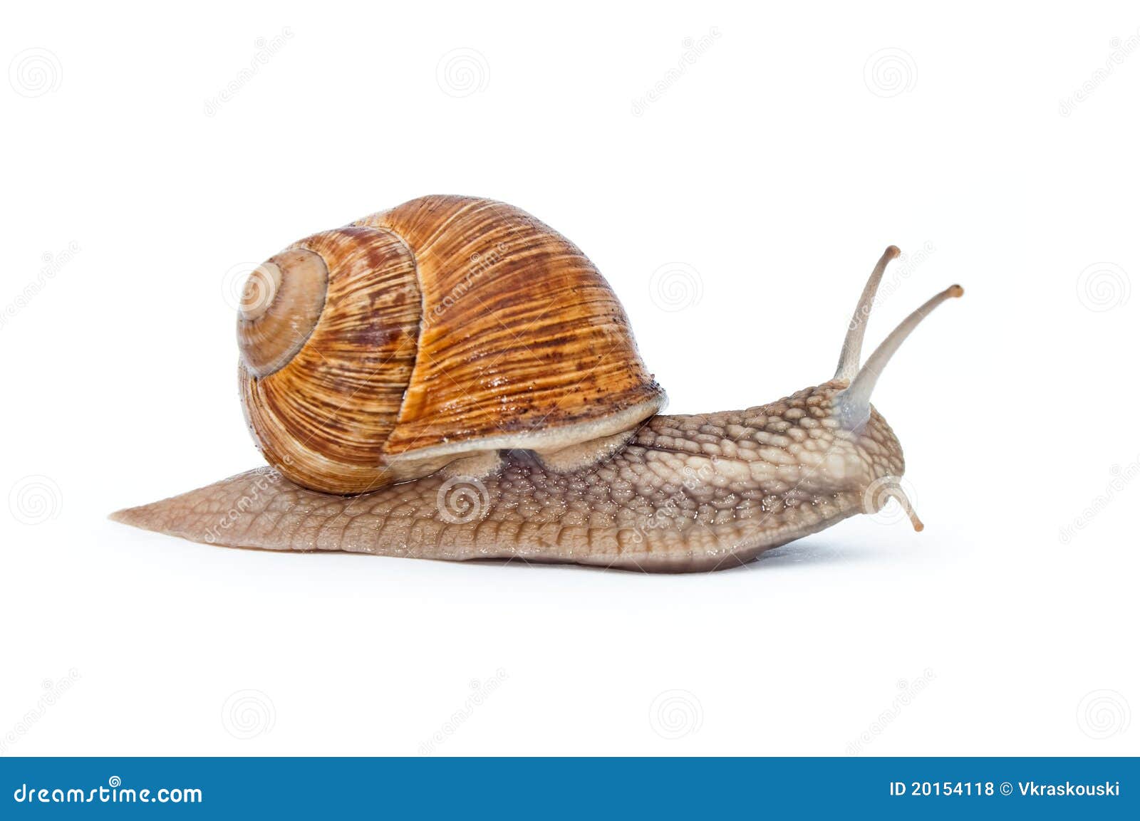 Snail Isolated Snail Shell On White Background Close Up Of Snail Shell ...