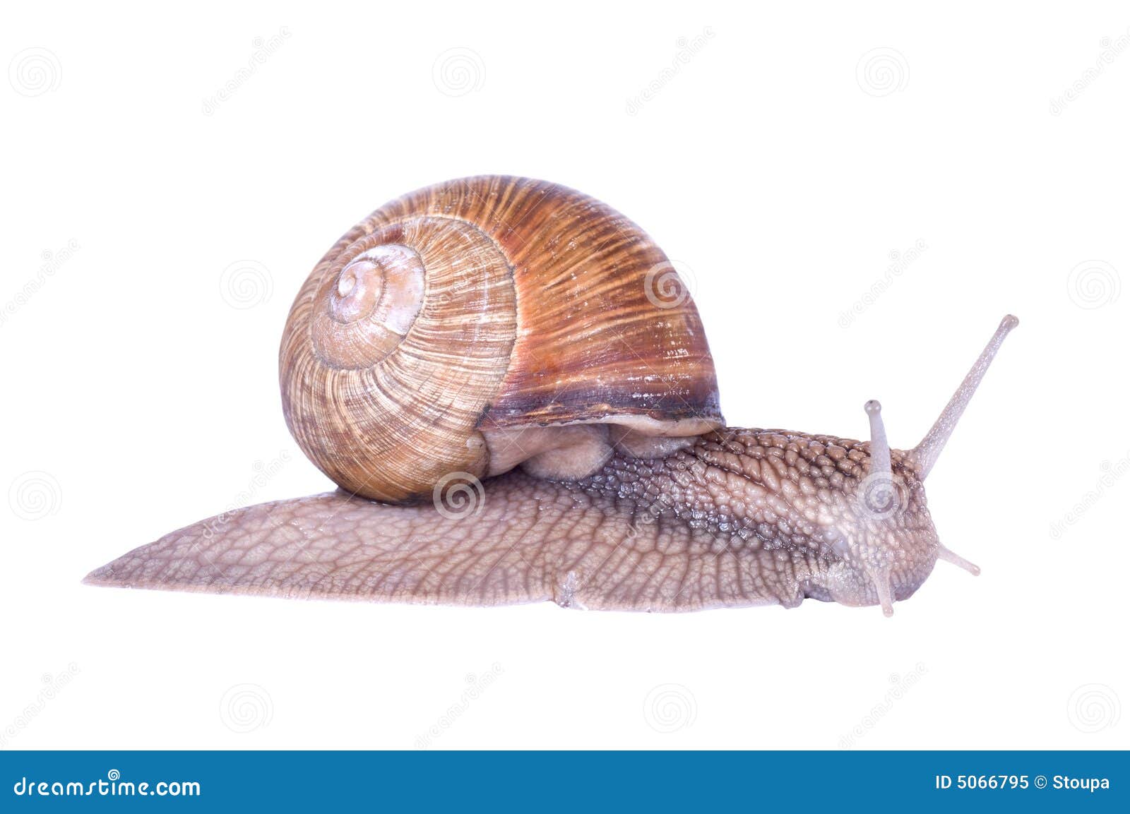 Snail isolated on white stock image. Image of crust, conch - 5066795