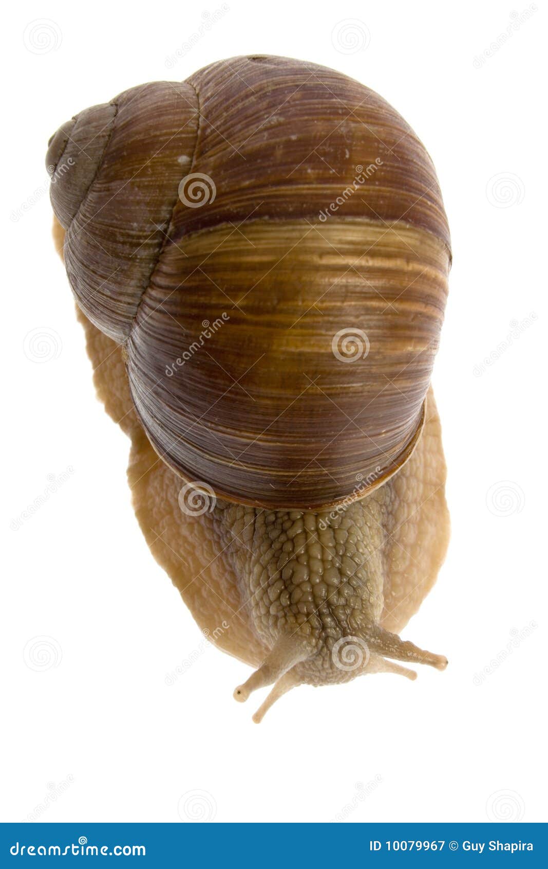 Snail Isolated on White Background Stock Image - Image of shell, shine ...