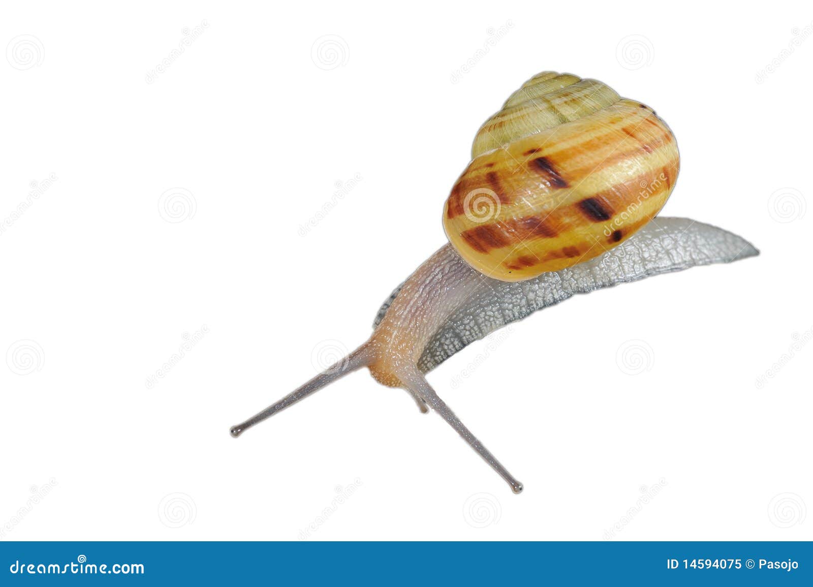 Snail Isolated on White Background Stock Image - Image of gastropod ...