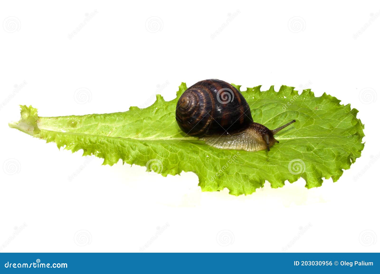Snail Isolated on White Background Stock Photo - Image of brown, design ...