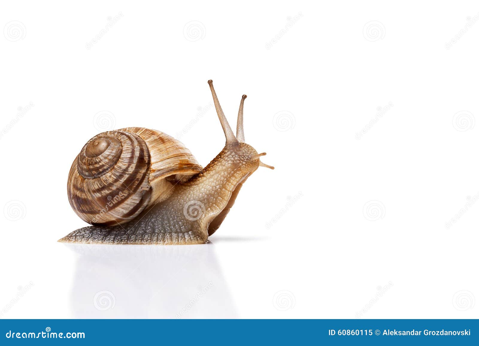 Snail isolated on white stock image. Image of animal - 60860115
