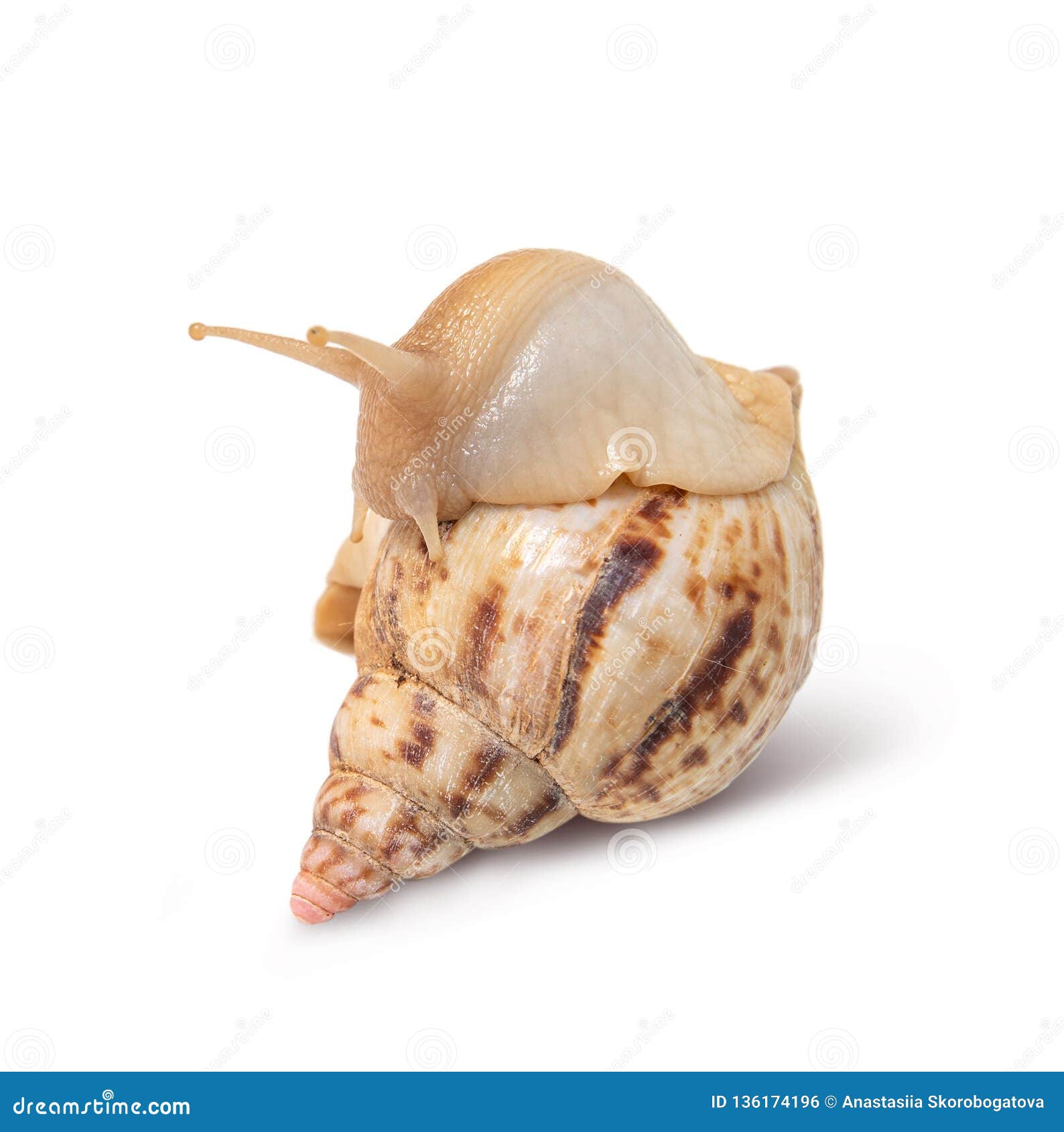 Snail Isolated on White Background Stock Photo - Image of gastropod ...