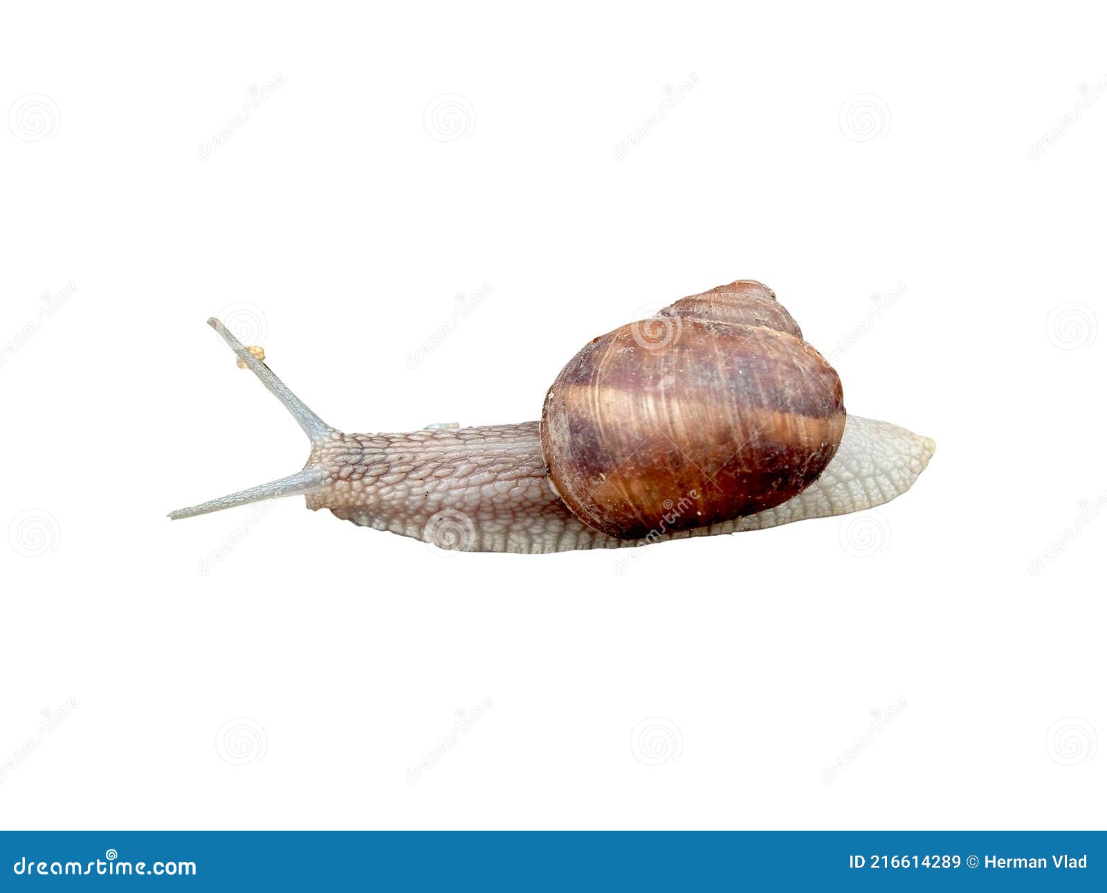 Snail Isolated on White Background Stock Illustration - Illustration of ...