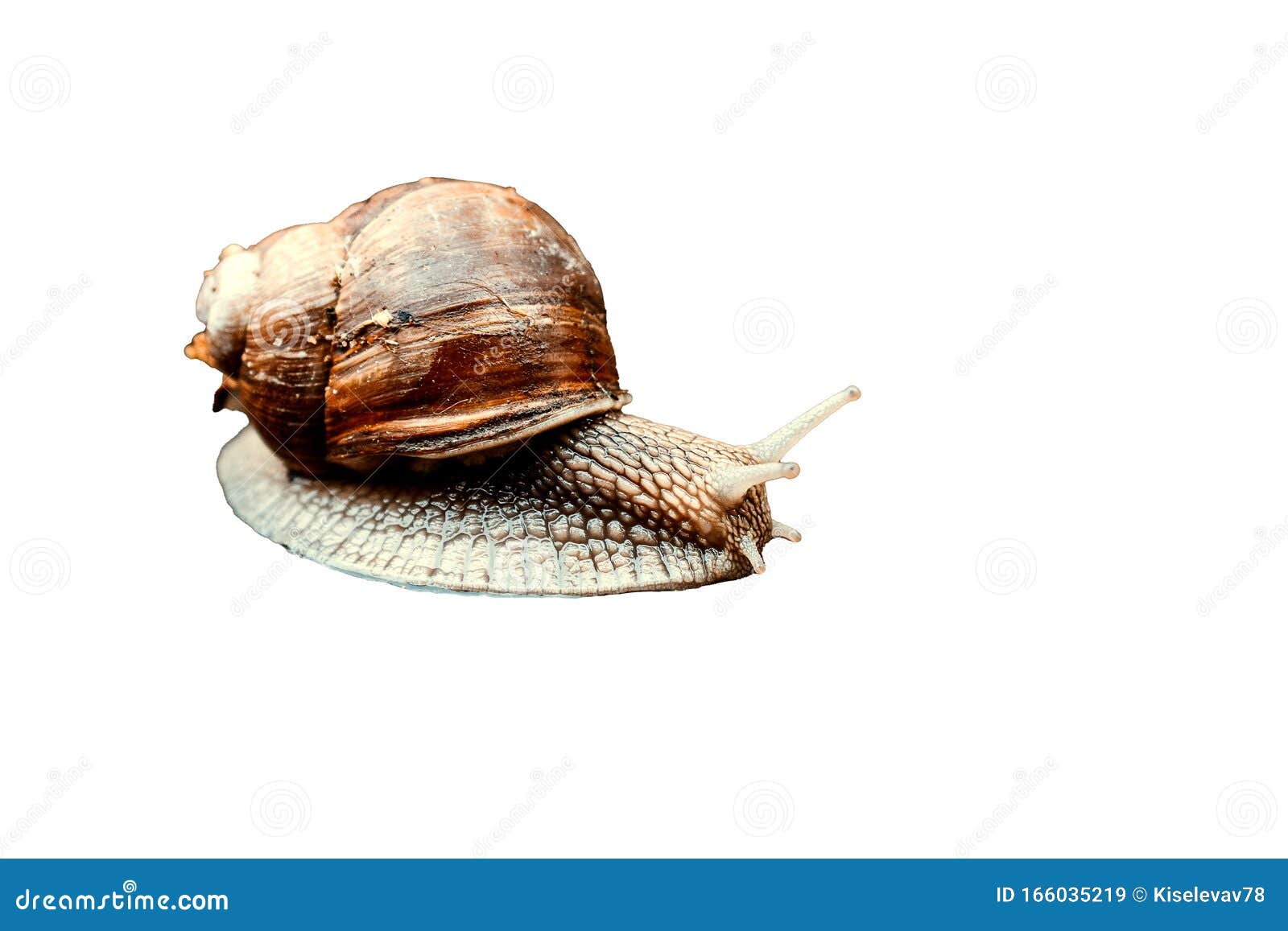 Snail Isolated on White Background. Side View. Selective Focus Stock ...