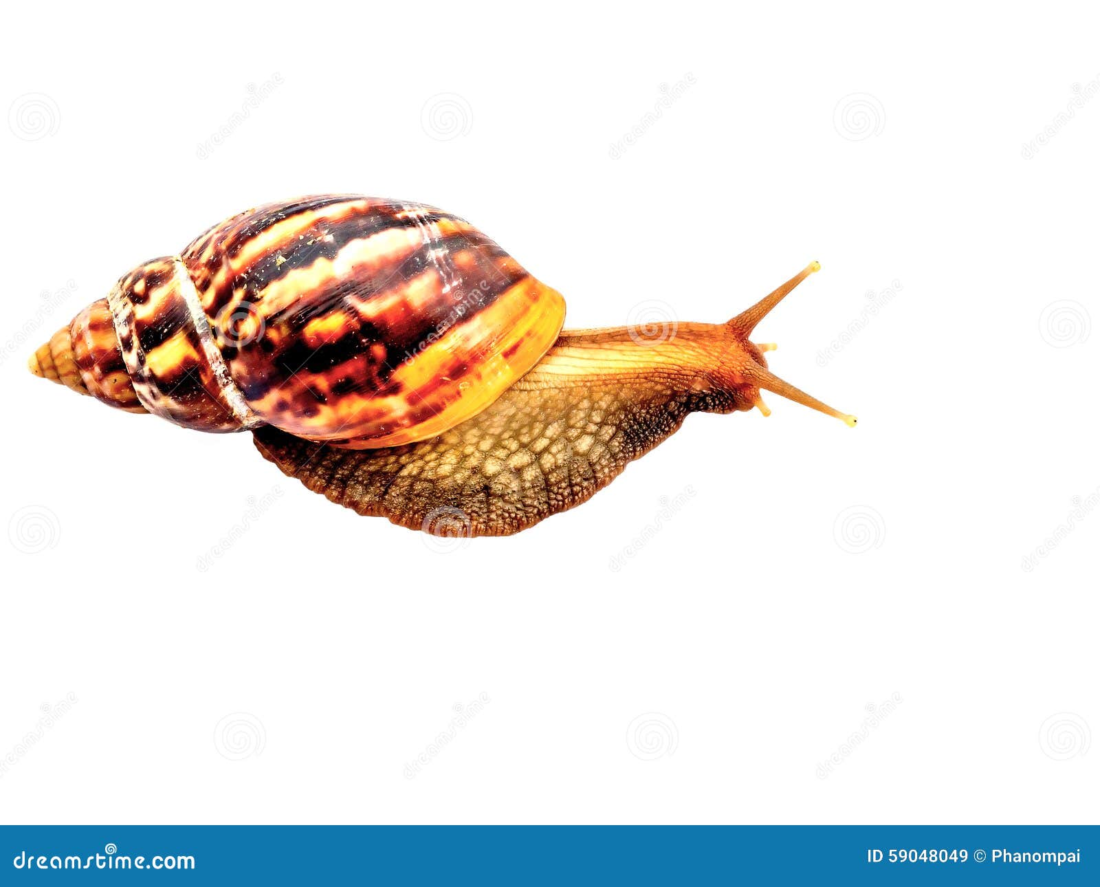 Snail isolated on white stock image. Image of molluscs - 59048049