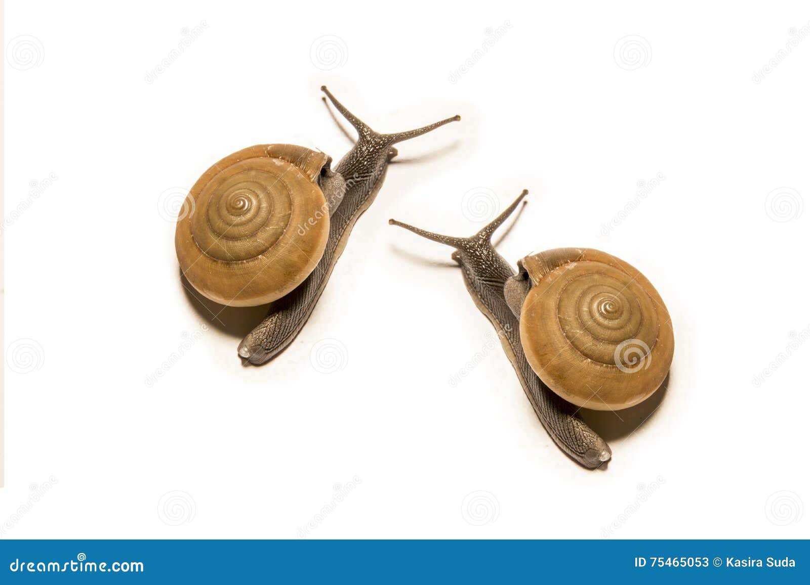 Snail Isolated on White, Shooting Animals at Close Range. Stock Image ...