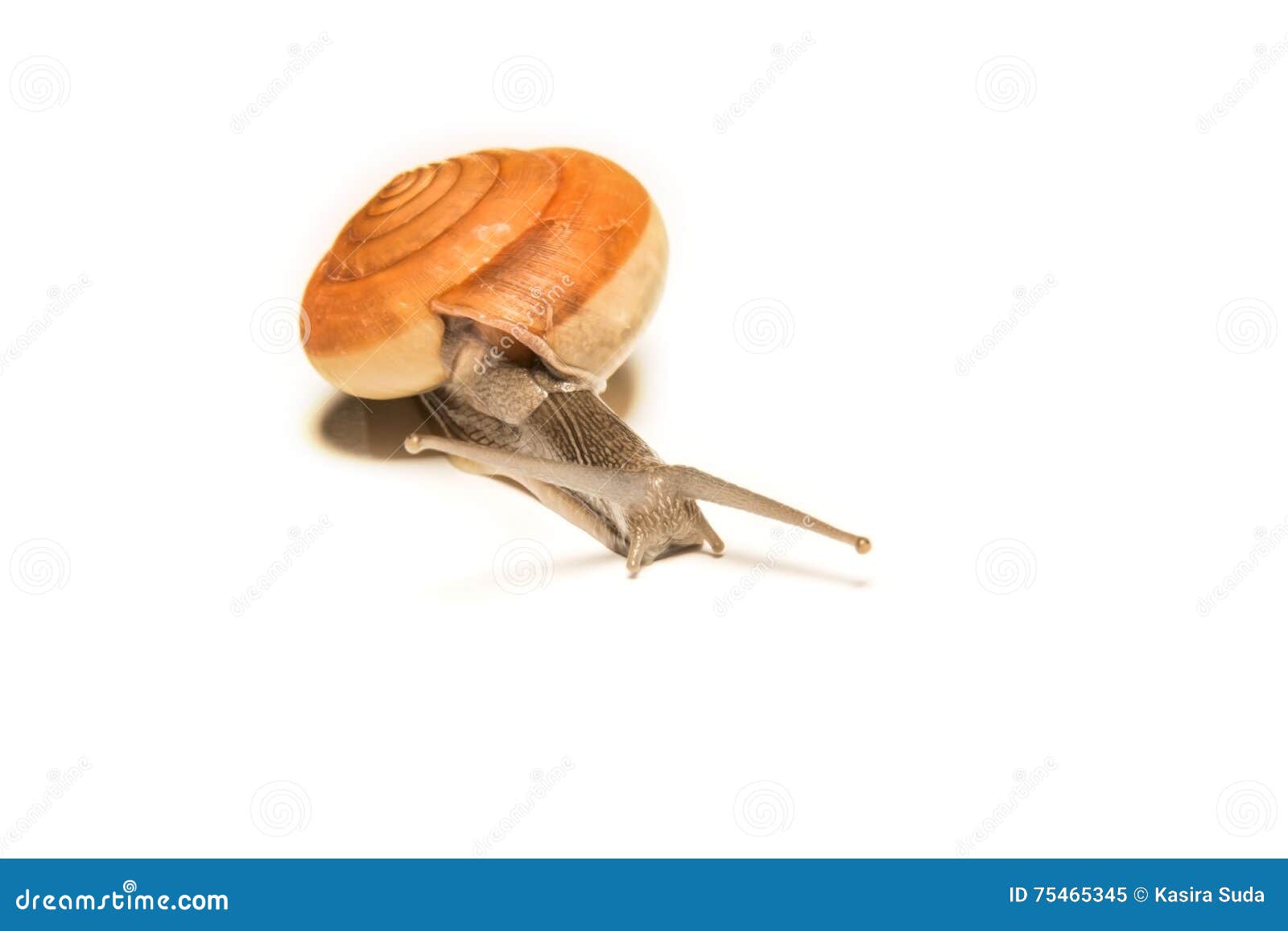 Snail Isolated on White, Shooting Animals at Close Range. Stock Image ...