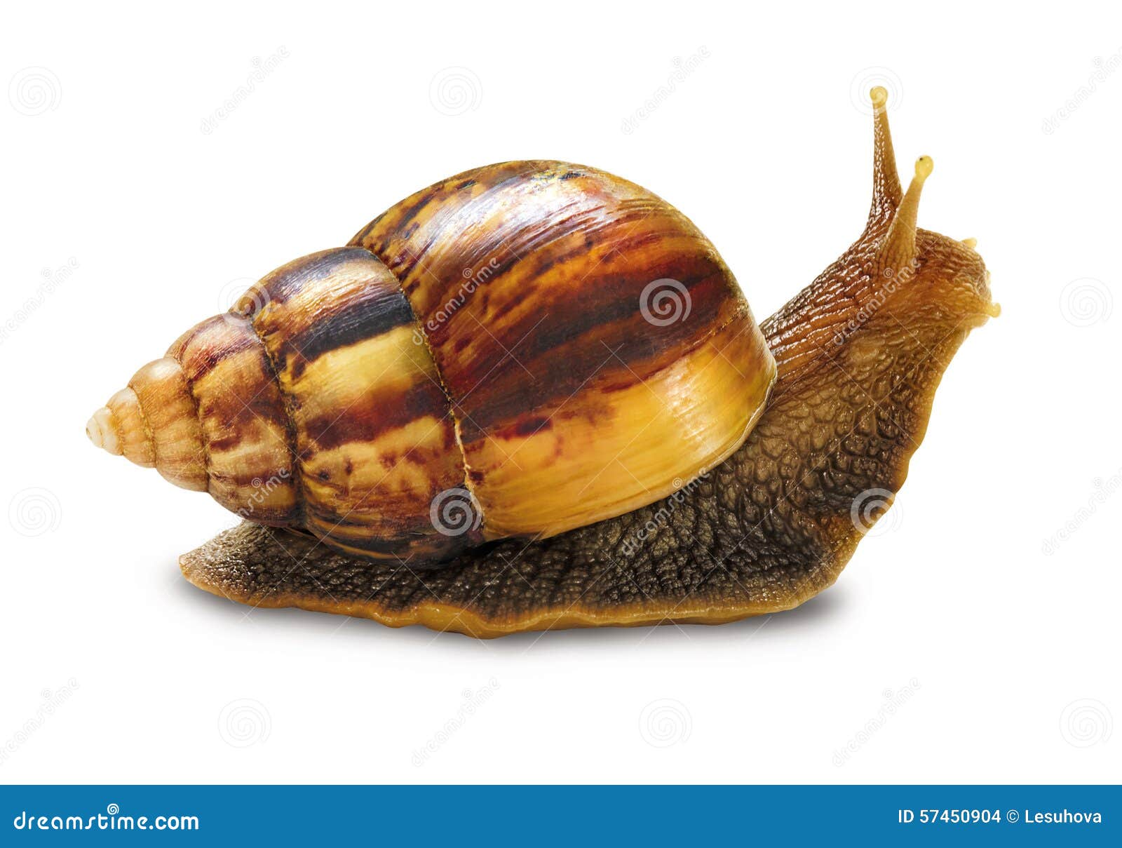 Snail isolated on white stock photo. Image of mucus, closeup - 57450904