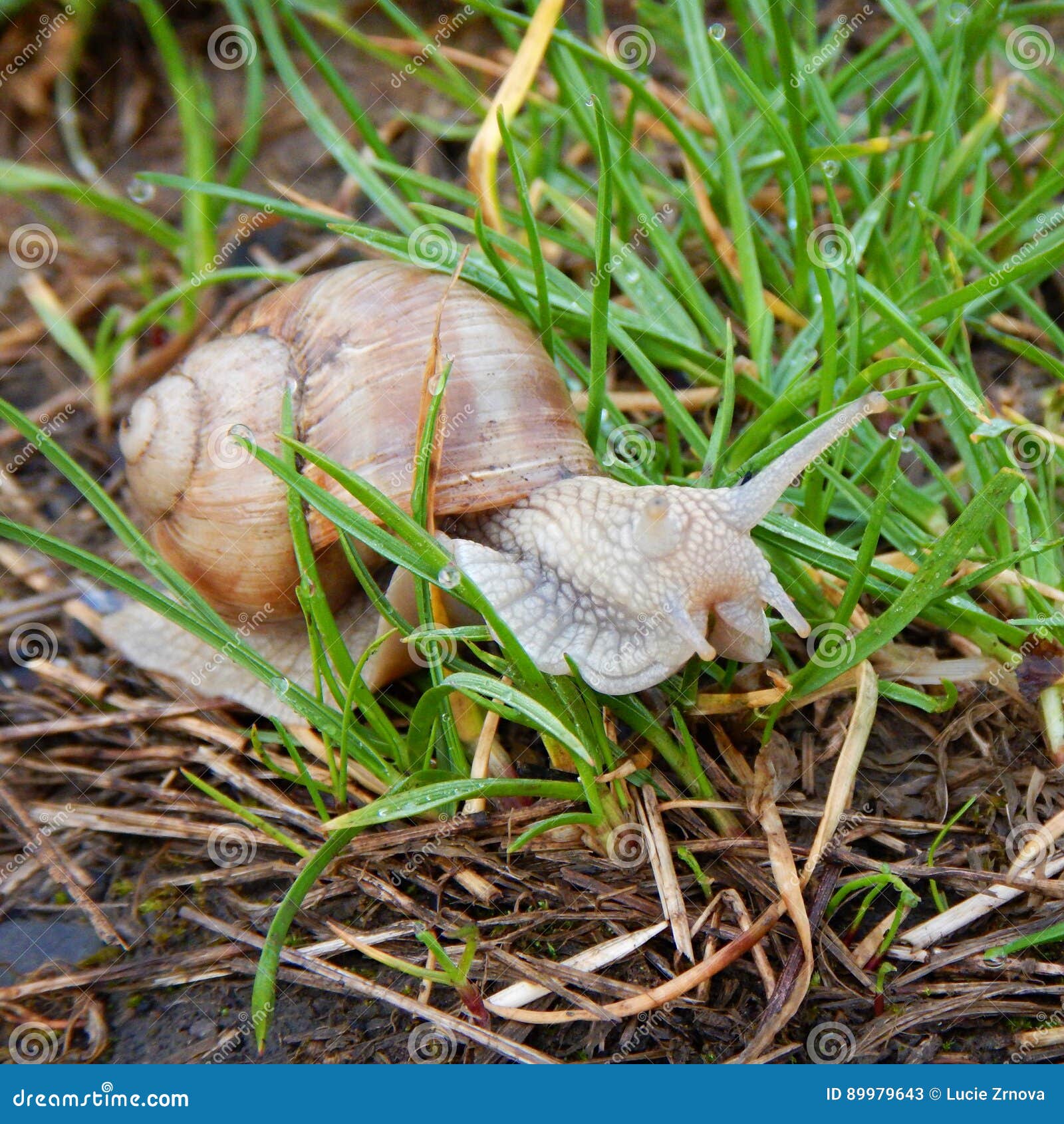 Snail with Its Shell House in a Green Grass Stock Image - Image of ...