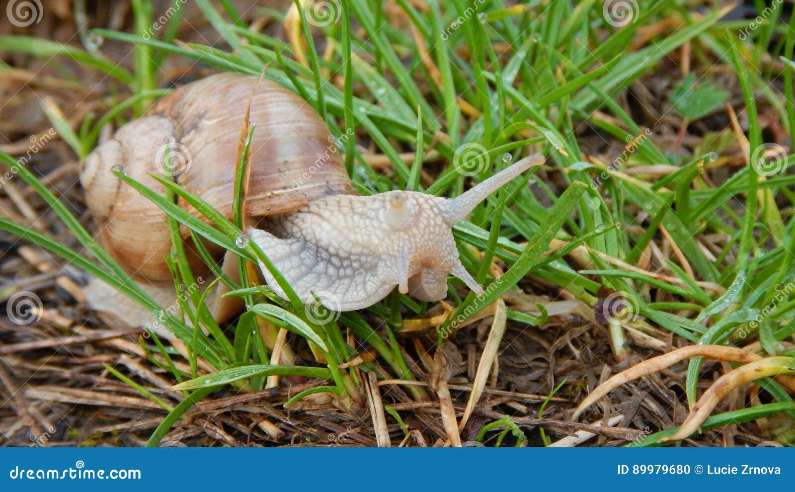 Snail with Its Shell House in a Green Grass Stock Photo - Image of slow ...