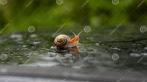 A Snail and Its Spring Adventures Stock Photo - Image of food ...