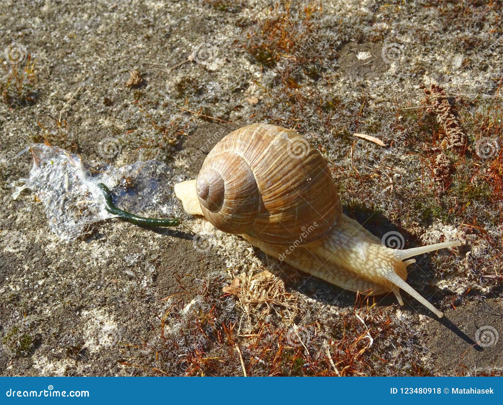 Snail and Its Waste on Dry Ground Stock Photo - Image of invertebrate ...