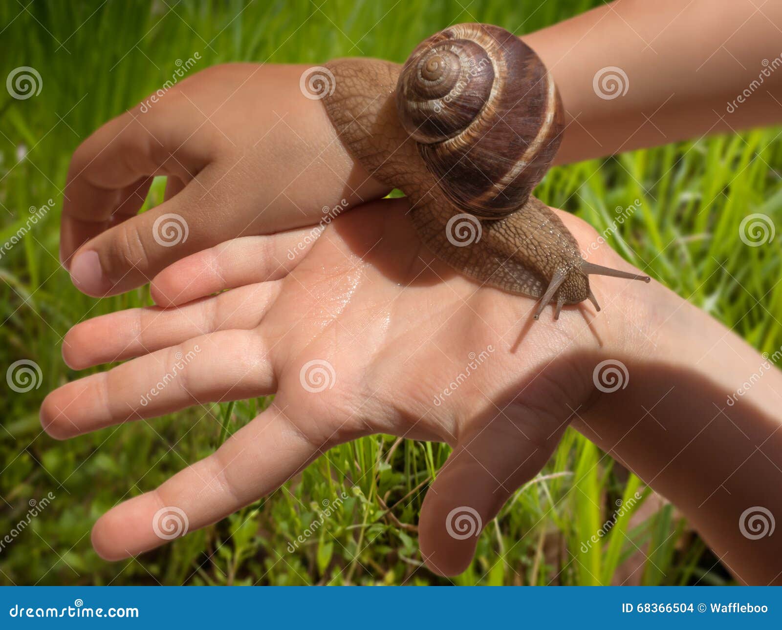Snail in Kid S Hands with Green Grass Background Stock Photo - Image of ...