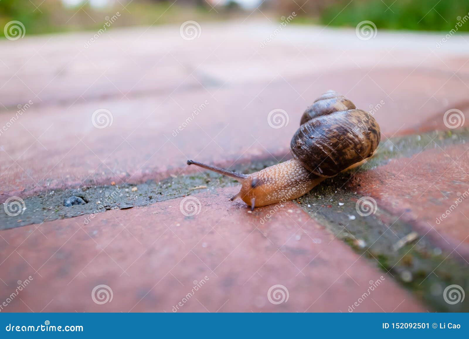 A Kind Of Snail Without Shell Is Slowly Moving Towards The Tender ...