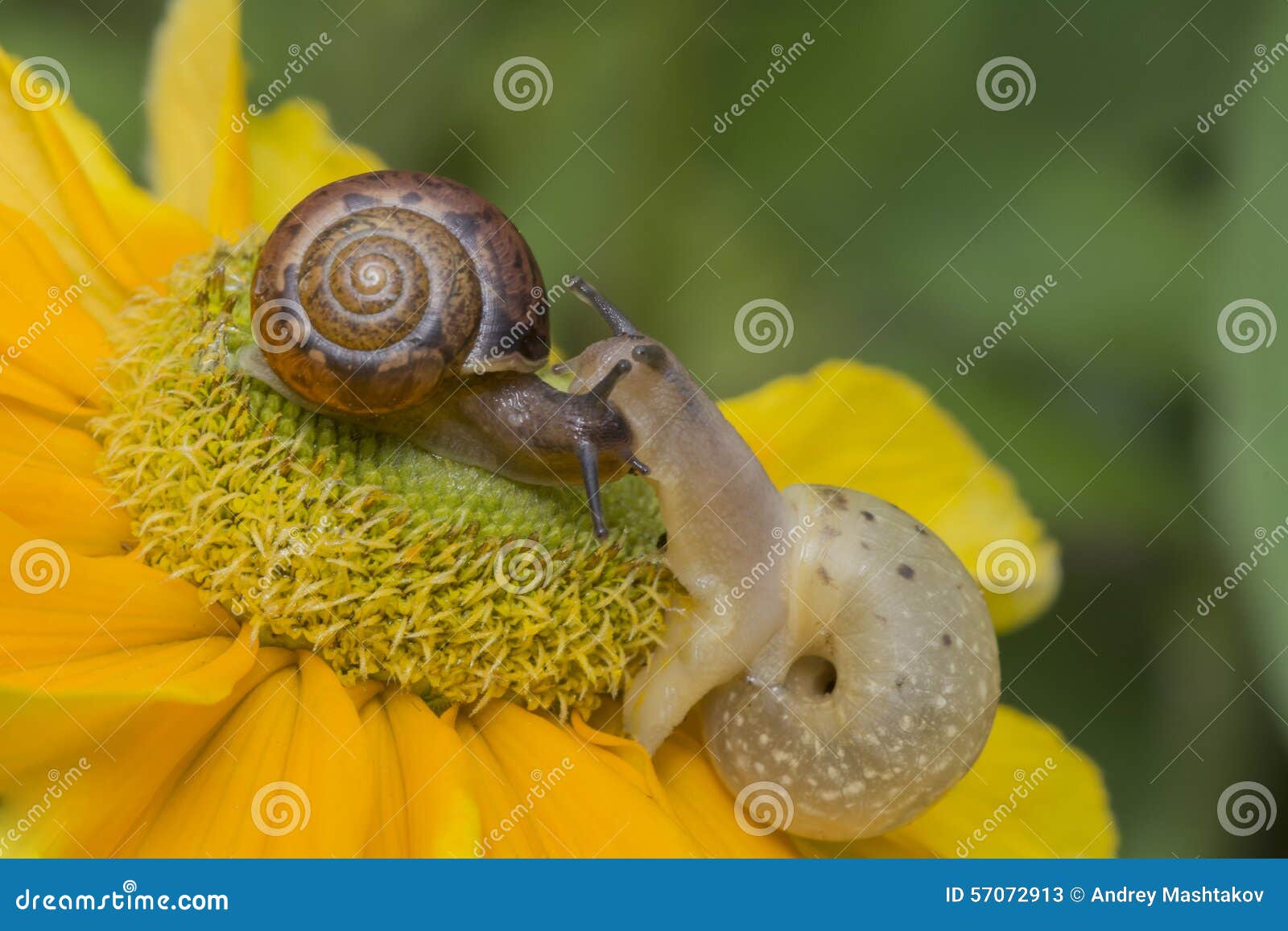 Snail stock image. Image of kiss, snail, nature, flover - 57072913