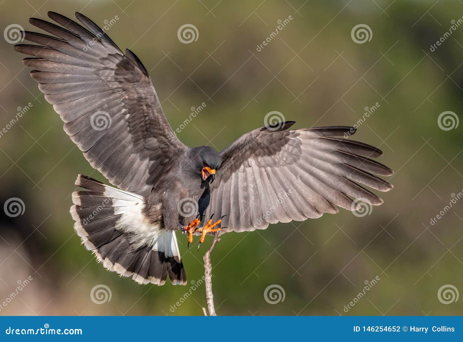 Snail Kite in Florida stock photo. Image of morph, heron - 146254652