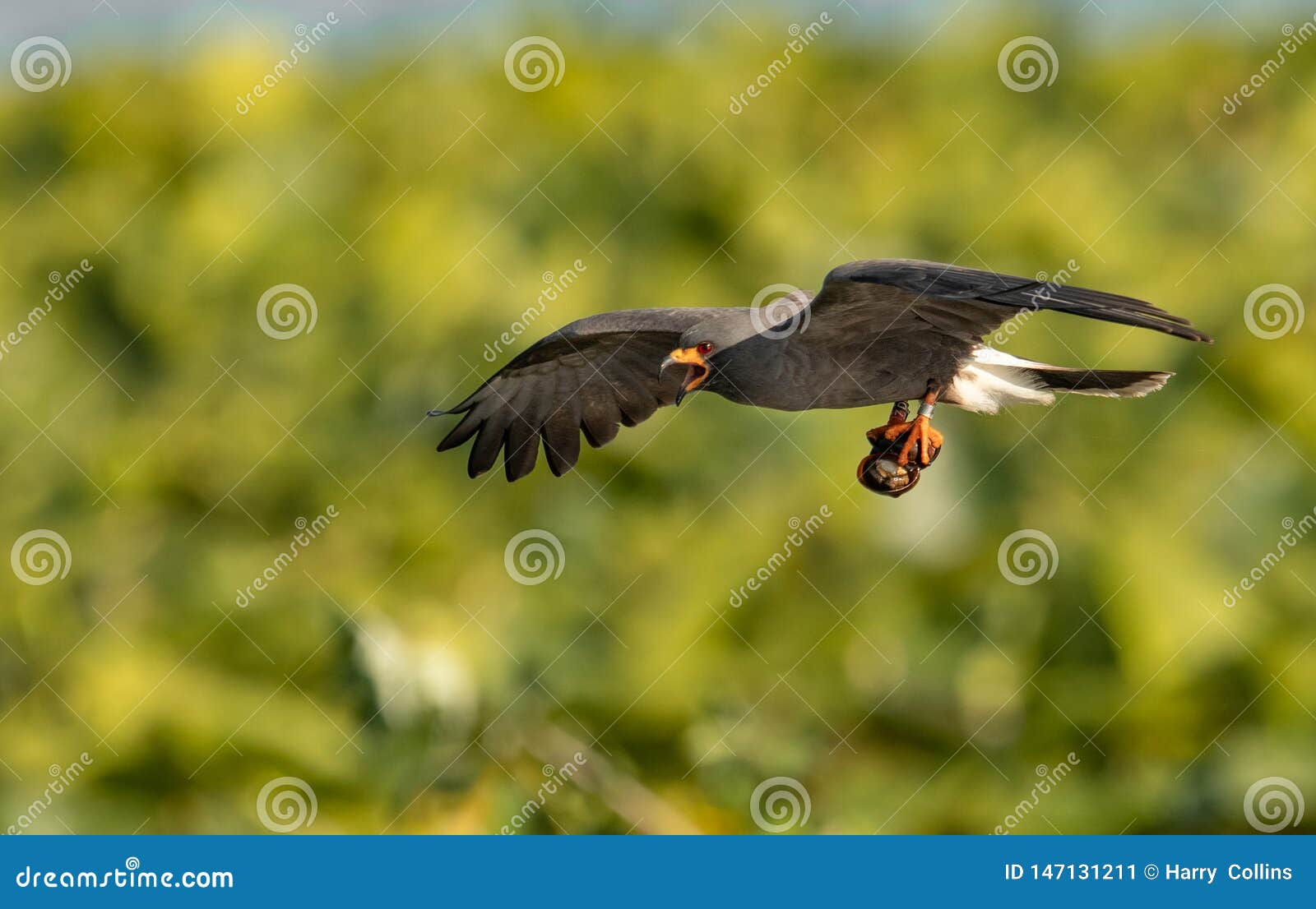 Snail Kite in Florida stock image. Image of burrowing - 147131211