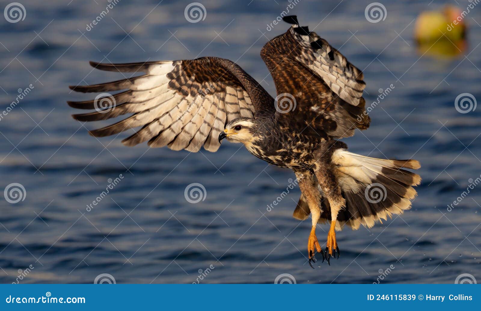 A Snail Kite Hunting stock image. Image of forest, emerald - 246115839
