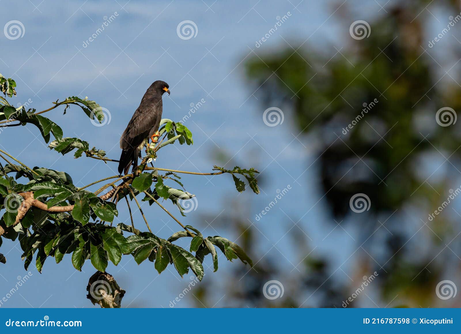 Snail Kite - Rostrhamus Sociabilis Plumbeus - Handsome Grey Male In ...