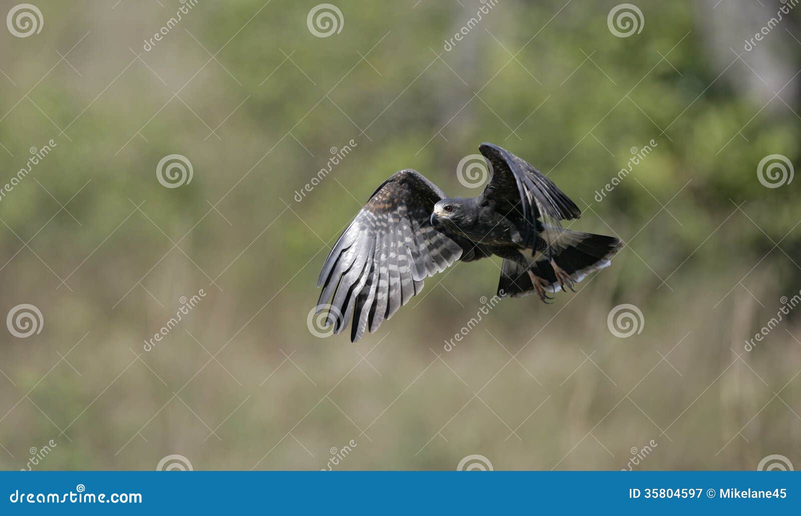Snail Kite, Rostrhamus Sociabilis Stock Image - Image of brazil ...