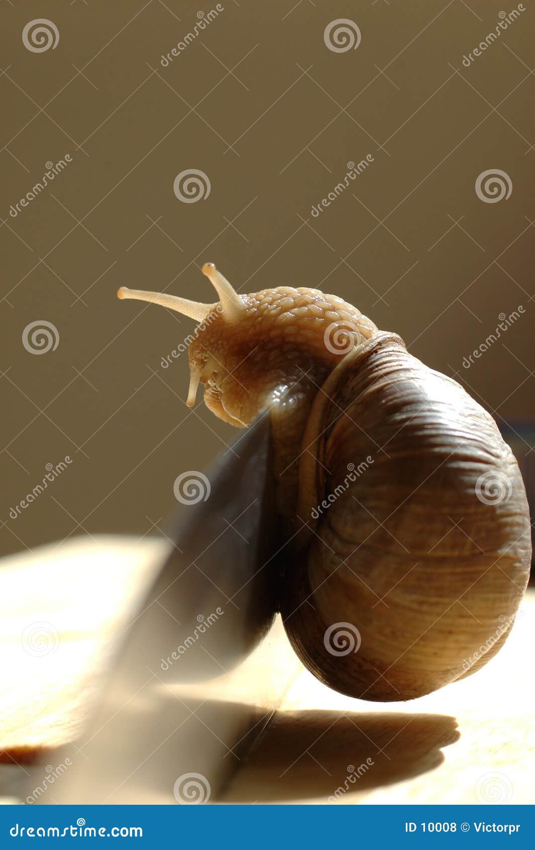 Snail on knife stock photo. Image of shell, knife, snail - 10008