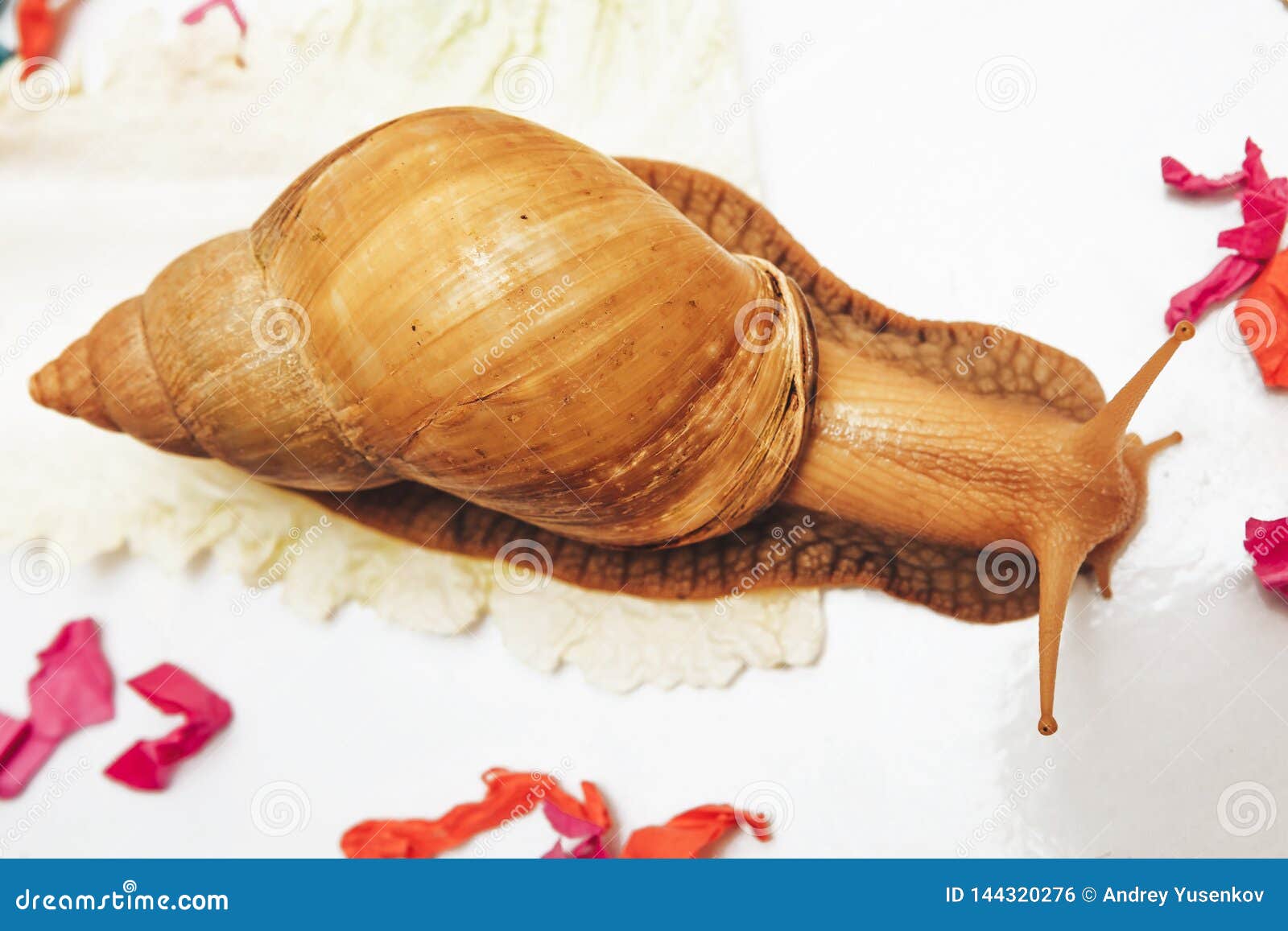 Snail Eating a Cabbage Leaf Stock Photo - Image of lunch, animal: 144320276