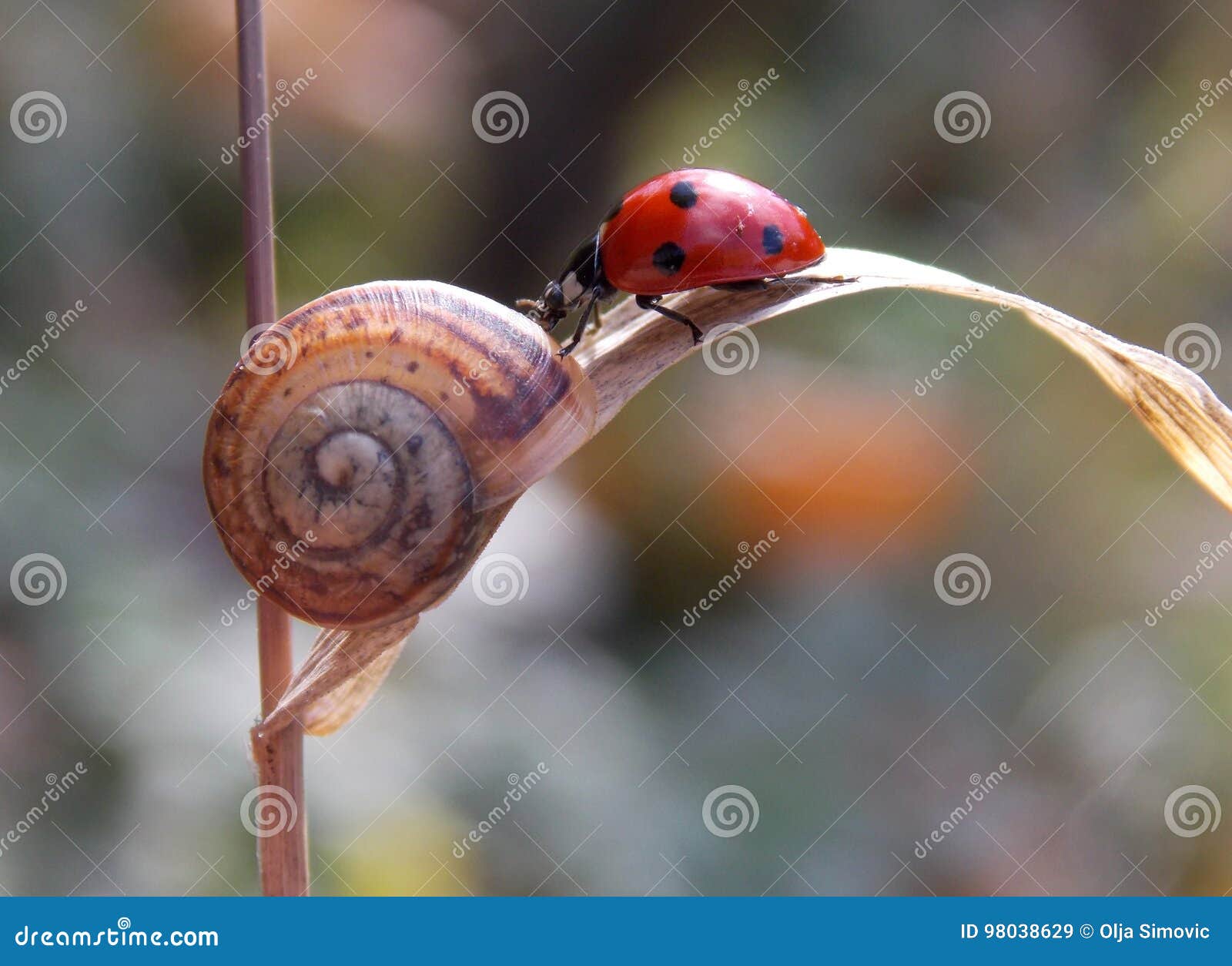 Snail and ladybug stock image. Image of insect, animal - 98038629