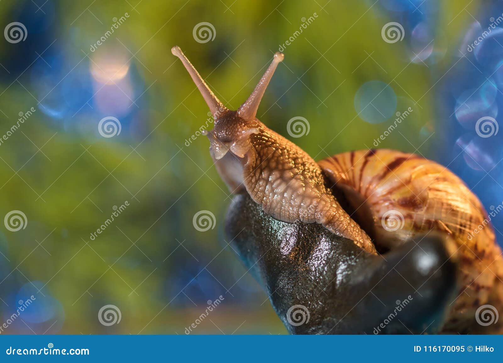 Snail on the lake stock image. Image of animals, spring - 116170095