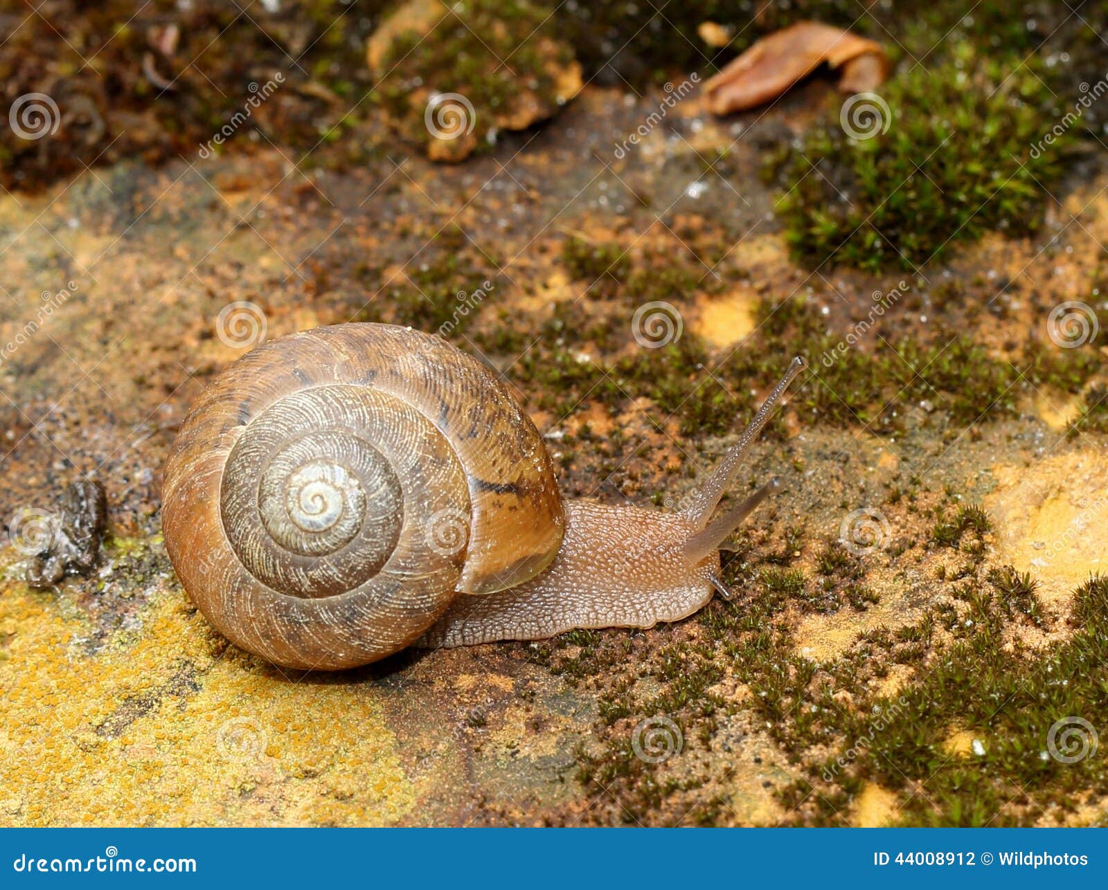 Snail stock photo. Image of animal, patience, hurry, land - 44008912