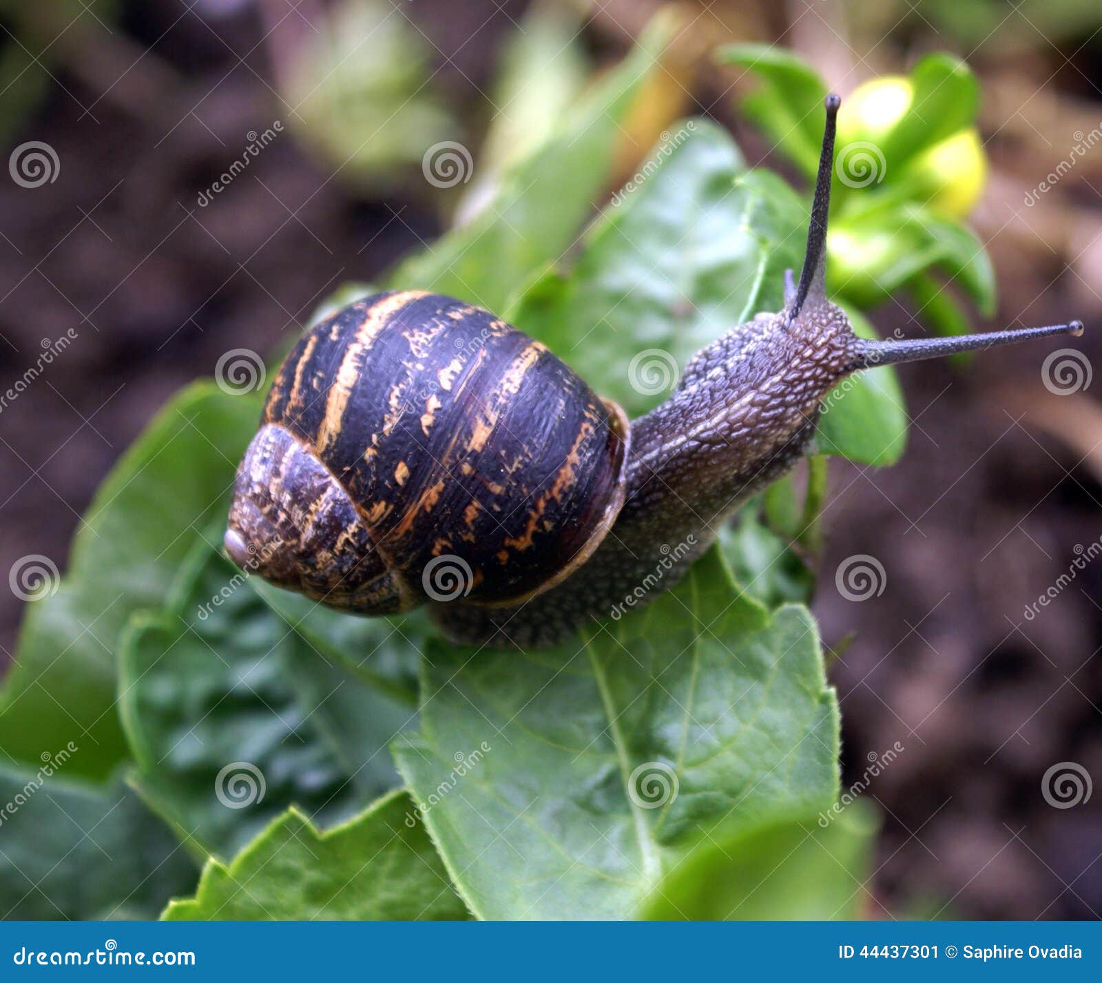 Snail stock image. Image of gastropoda, winter, animal - 44437301