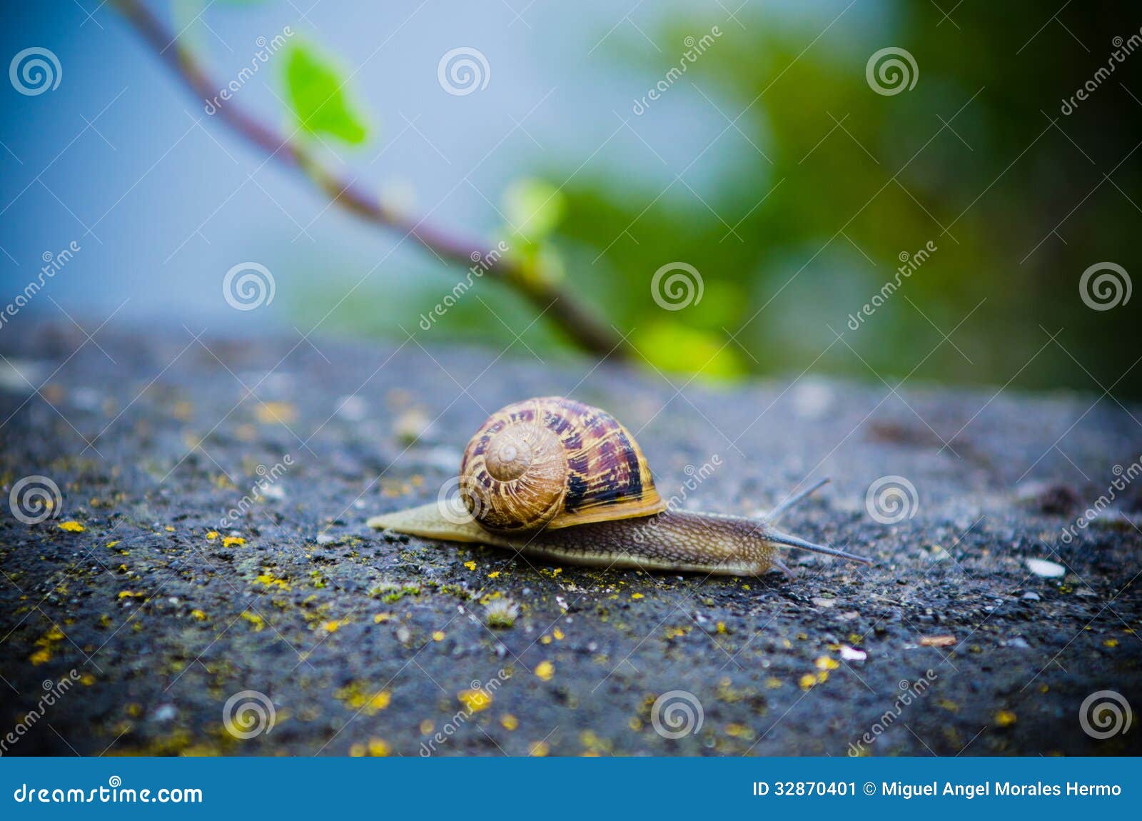 Snail stock image. Image of mollusc, animal, limpets - 32870401