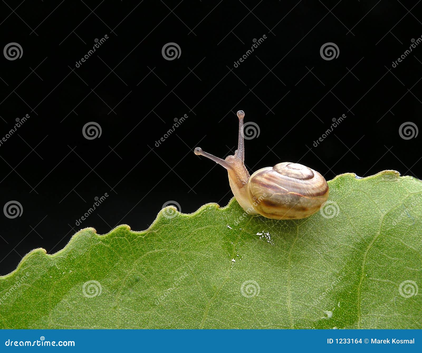 Snail on leaf stock photo. Image of stem, mollusc, horns - 1233164