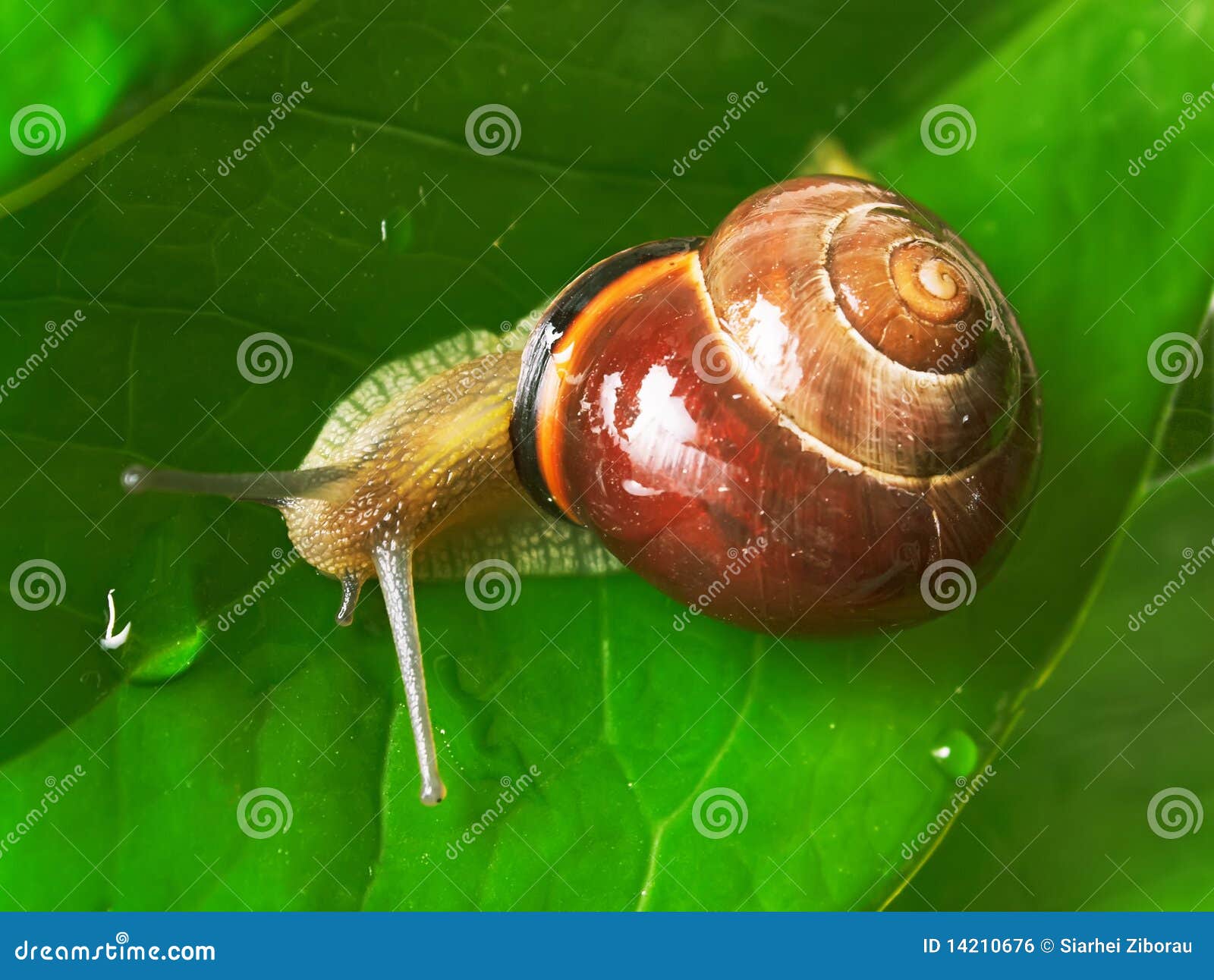 Snail on a leaf stock photo. Image of slim, leaf, animals - 14210676