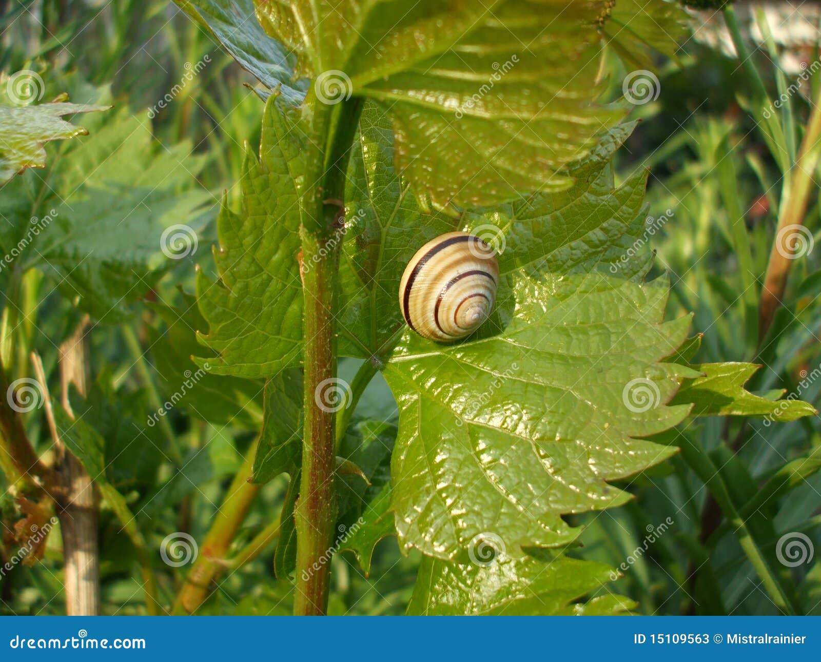 Snail on a leaf stock image. Image of grass, macro, branch - 15109563