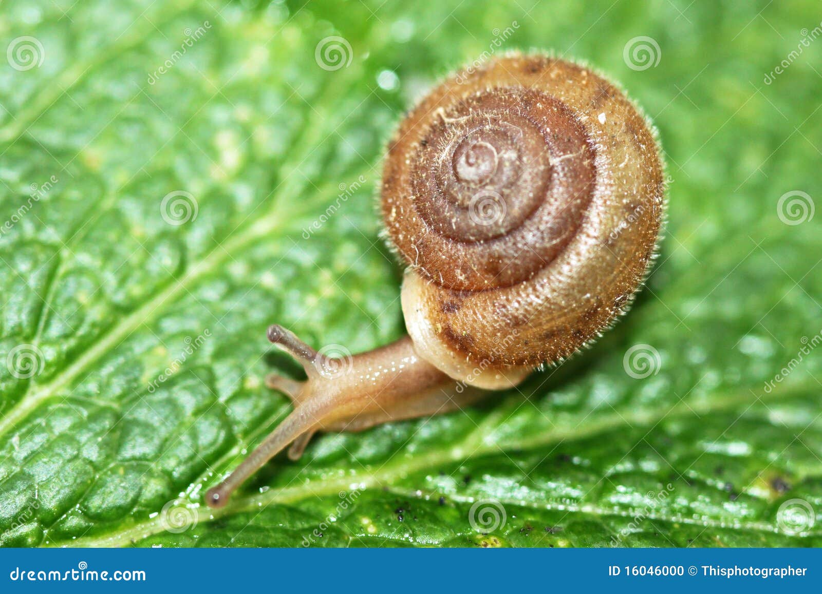 Snail on a leaf stock photo. Image of leaf, wild, wildlife - 16046000