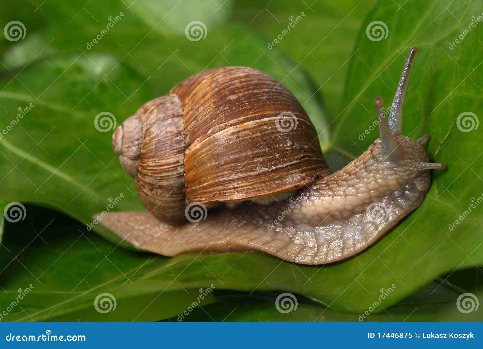 Snail on the leaf stock image. Image of shell, escargot - 17446875
